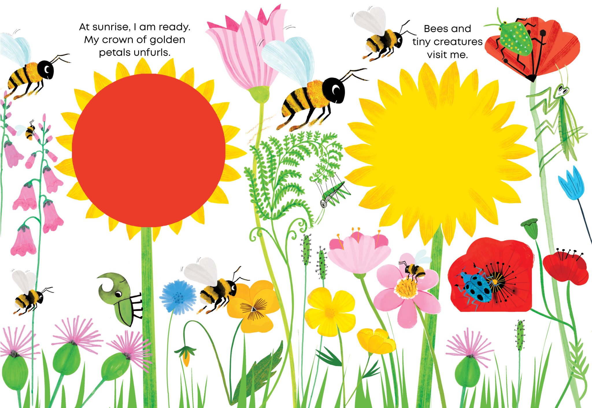 Little Seed | Post Wave Children's Books - UK